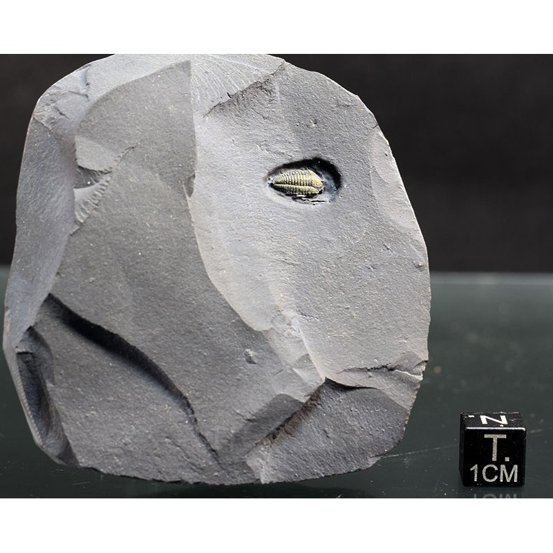 Trilobite Triarthrus F4101 - Litos