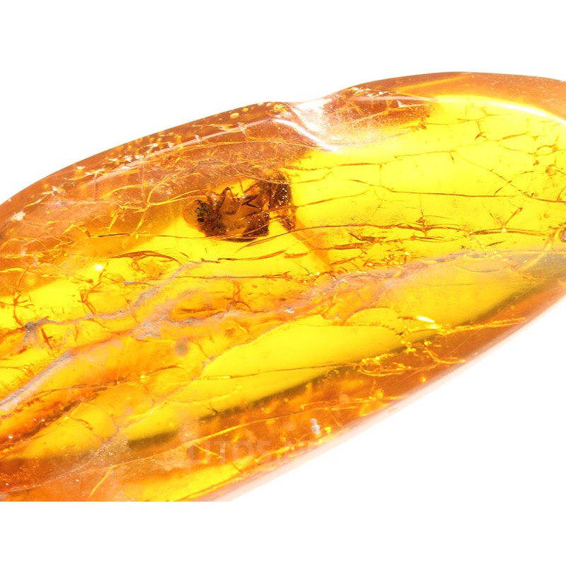 Ámbar con insectos - Litos