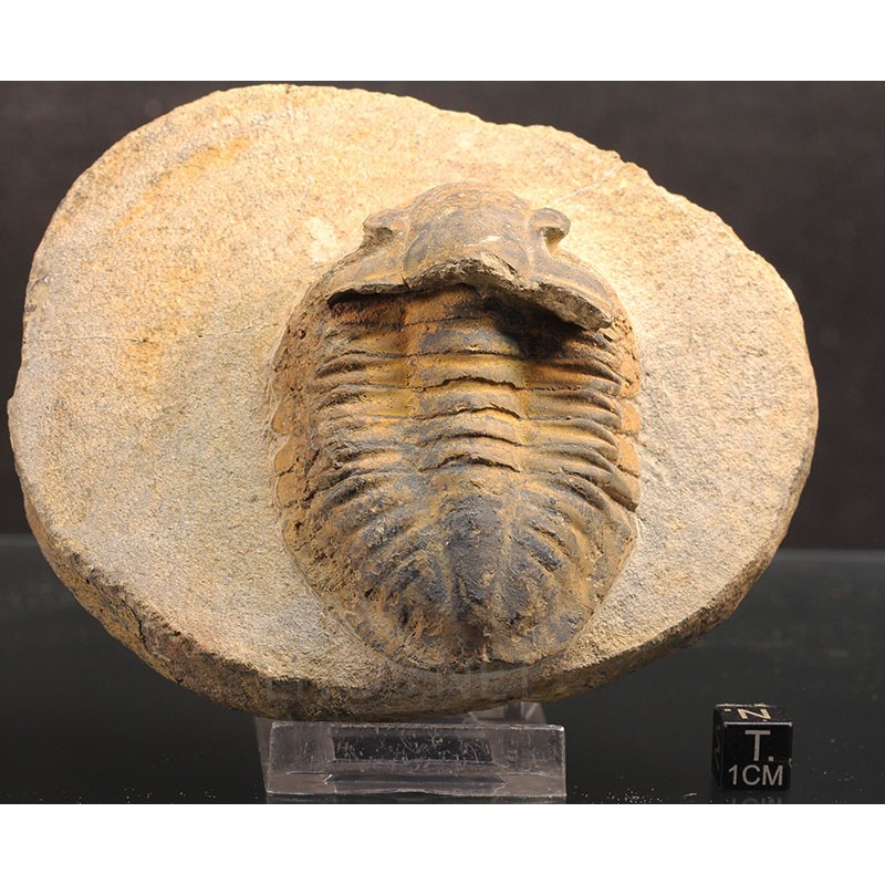 Trilobite asaphellus