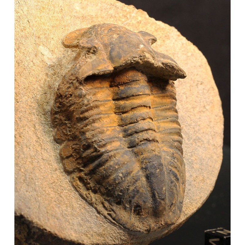 Trilobite asaphellus