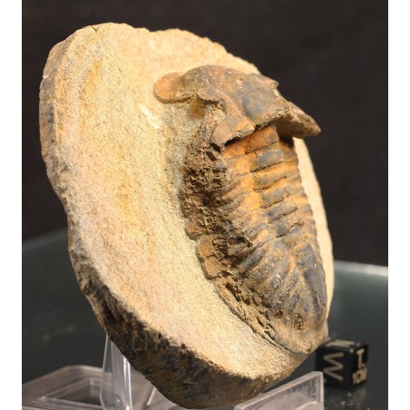 Trilobite asaphellus