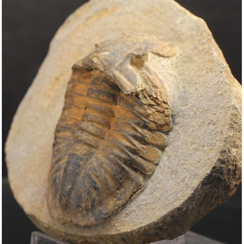 Trilobite asaphellus