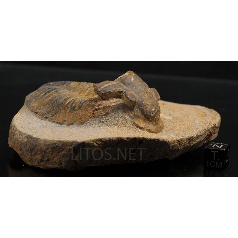 Trilobite asaphellus