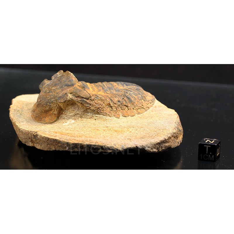 Trilobite asaphellus