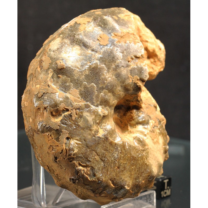 Ammonites Mammites nodosoides