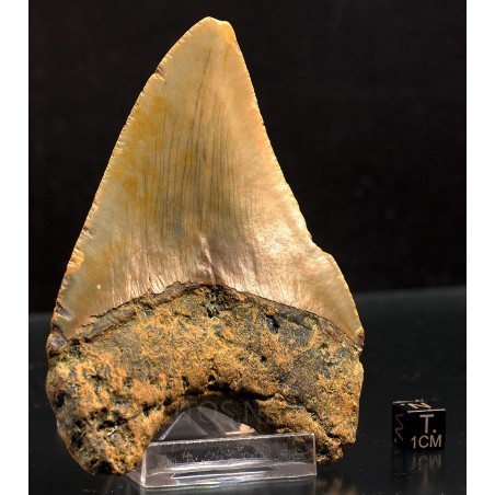 Carcharocles megalodon fosil