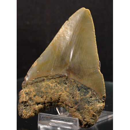 Carcharocles megalodon fosil