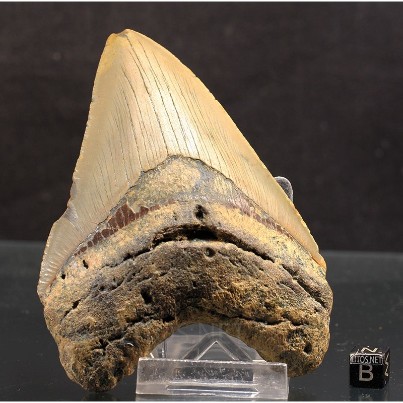 Carcharocles megalodon fosil
