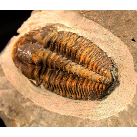 Trilobite placoparia
