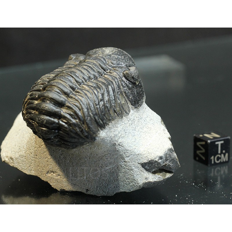 Fósil trilobites morocops