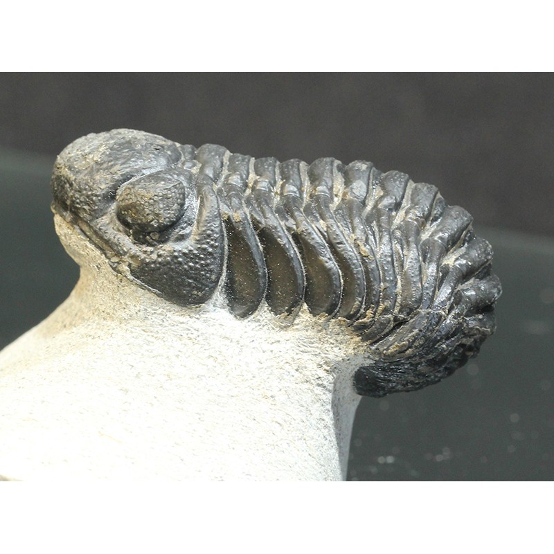 Fósil trilobites morocops