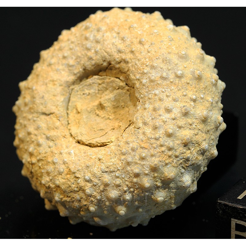 Phymosoma girumnense