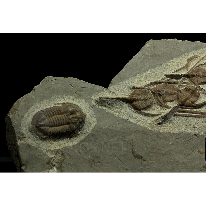 ampyx-cf-priscus-asaphellus-sp