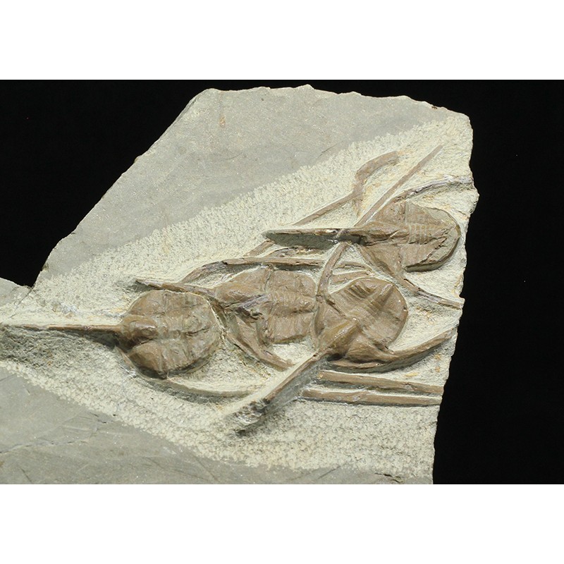 ampyx-cf-priscus-asaphellus-sp