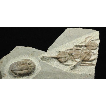 ampyx-cf-priscus-asaphellus-sp