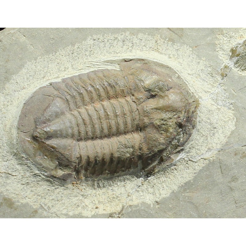 ampyx-cf-priscus-asaphellus-sp