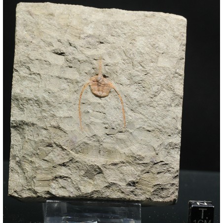 Fósil Ampyx priscus