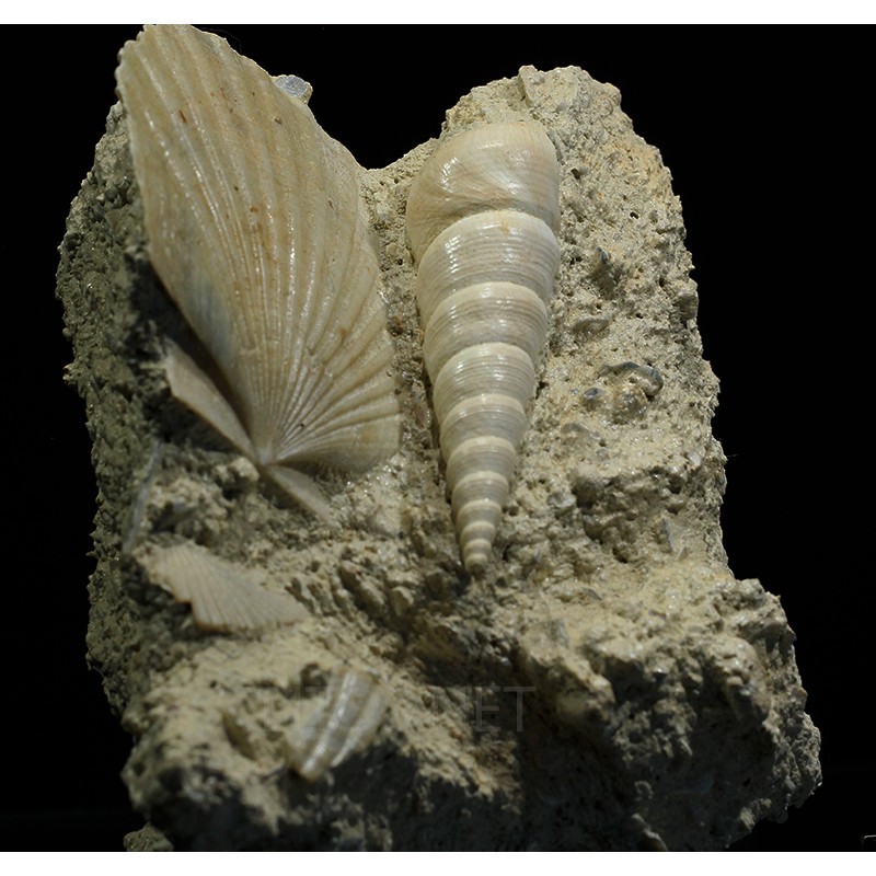 Turritella y Pecten benedictus