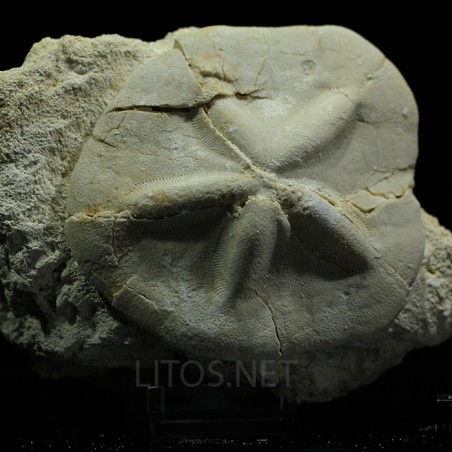Clypeaster scillae