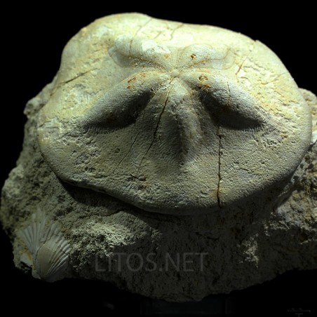 Clypeaster scillae