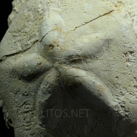 Clypeaster scillae