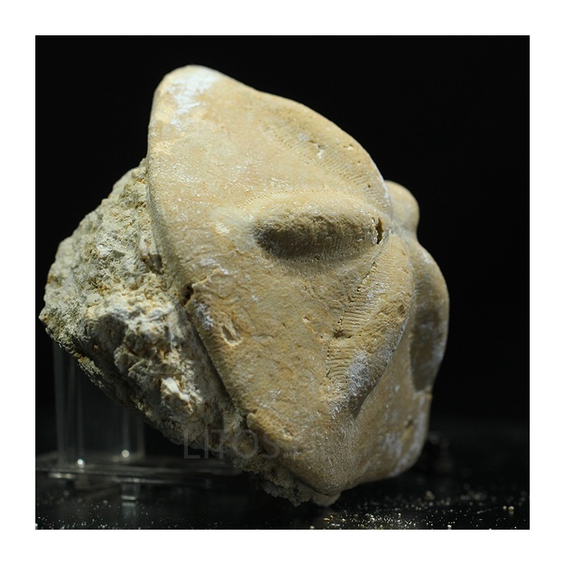 Clypeaster scillae
