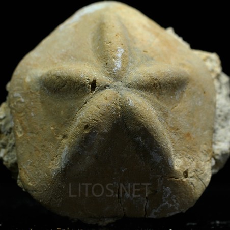 Clypeaster scillae