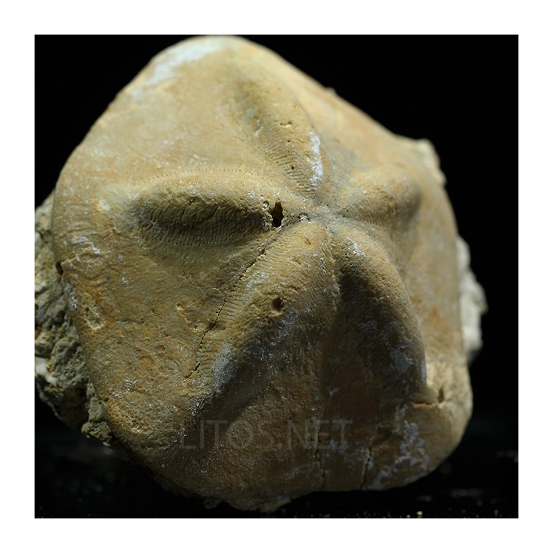 Clypeaster scillae