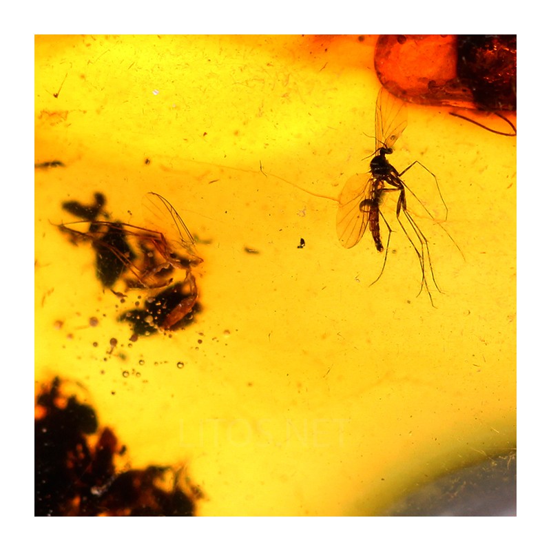 Ámbar con insectos - Litos
