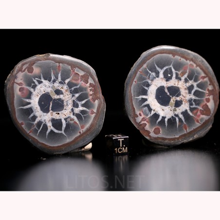 Septaria