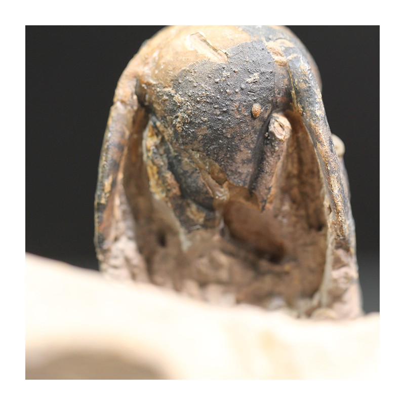 Crotalocephalina gibbus trilobites fosil