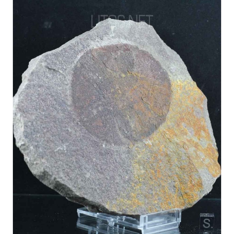 Medusa fósil Duslia Insignis F623 - Litos