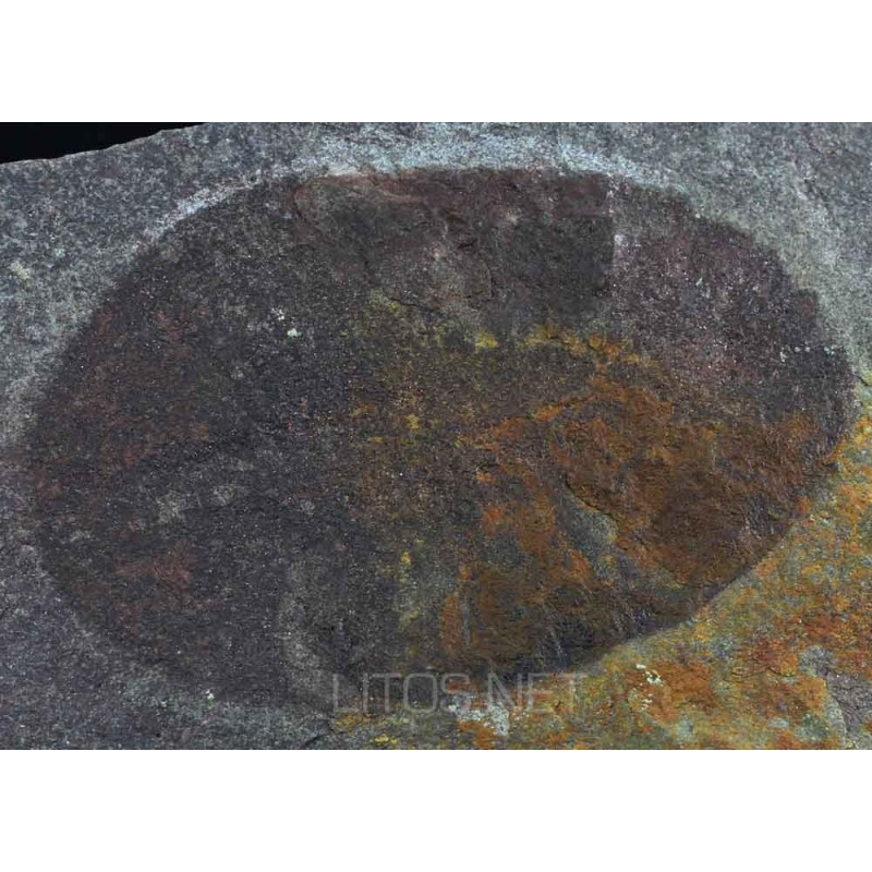 Medusa fósil Duslia Insignis F623 - Litos