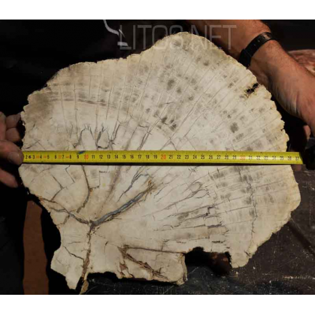 Palmoxylon F1041 - Litos