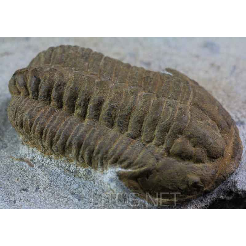 Trilobite lehua