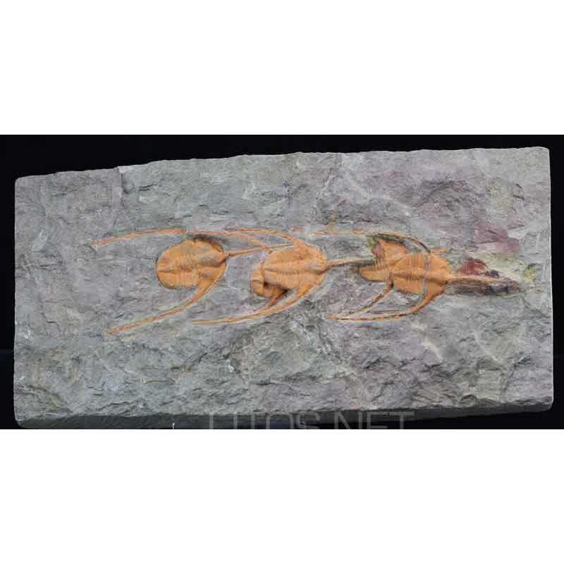 Fósil Ampyx priscus F1136 - Litos