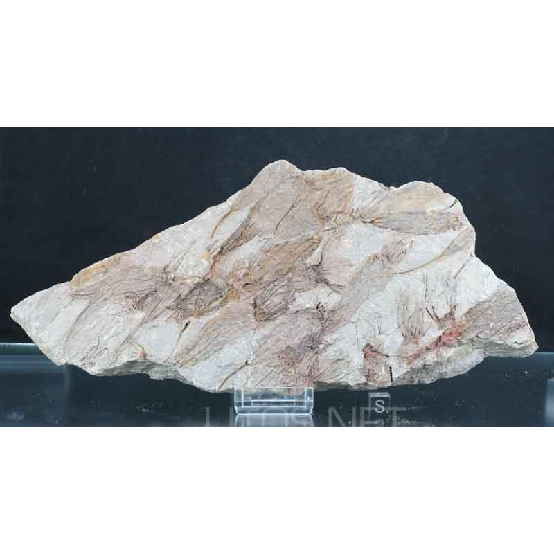 Fósil Equinodermo F1156 - Litos