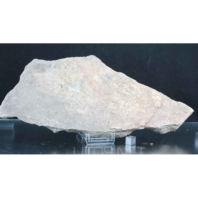 Fósil Equinodermo F1156 - Litos