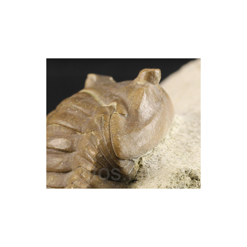 Fósil Asaphus holmi F1837 - Litos