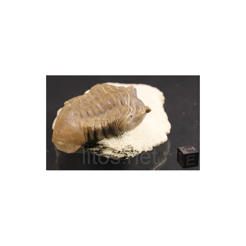 Fósil Asaphus holmi F1837 - Litos