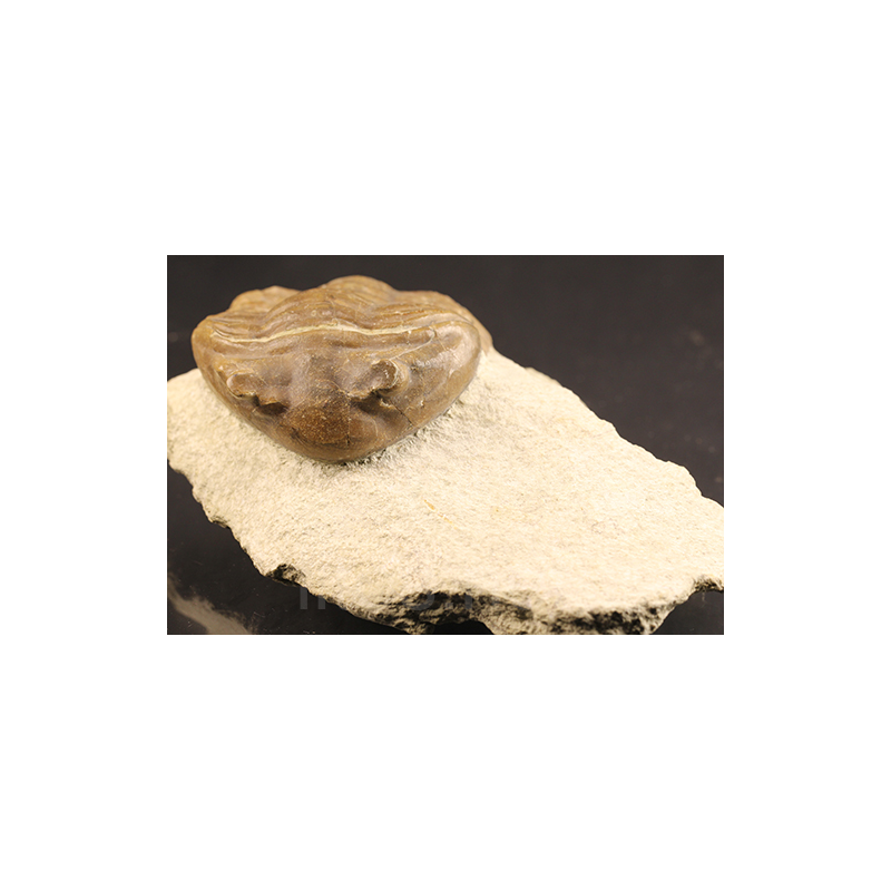 Fósil Asaphus holmi F1837 - Litos