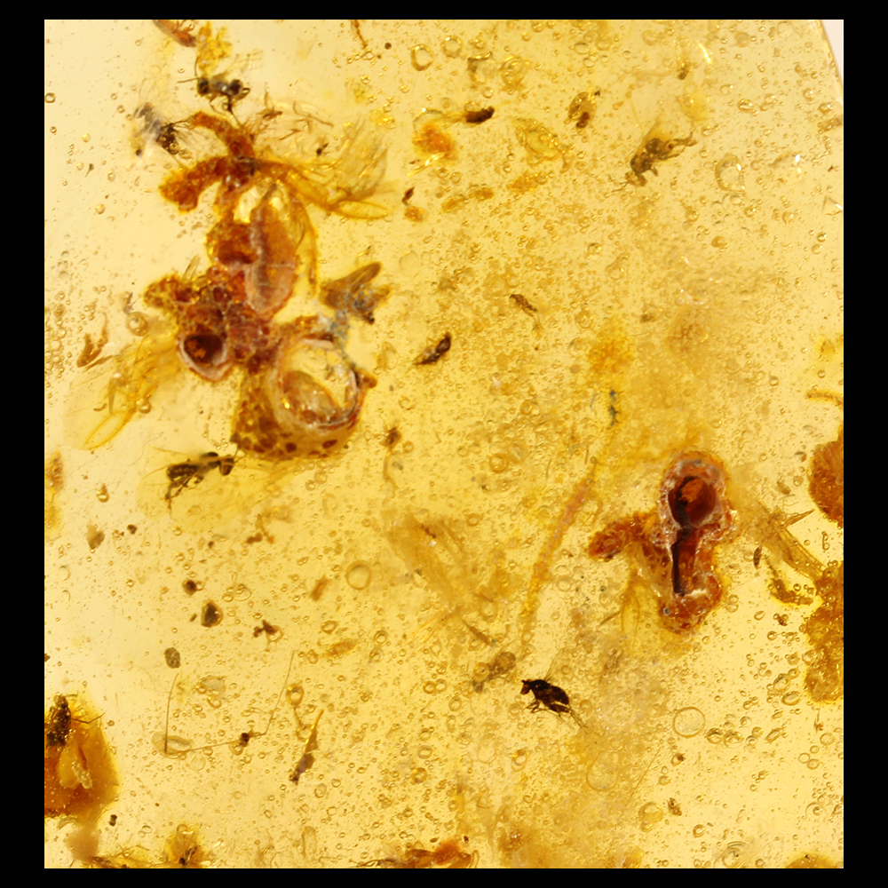 FÓSILES-Ambar con insectos