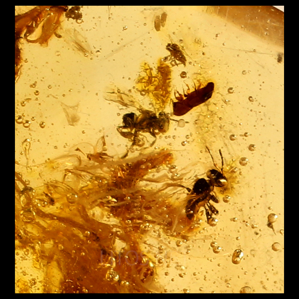 FÓSILES-Ambar con insectos