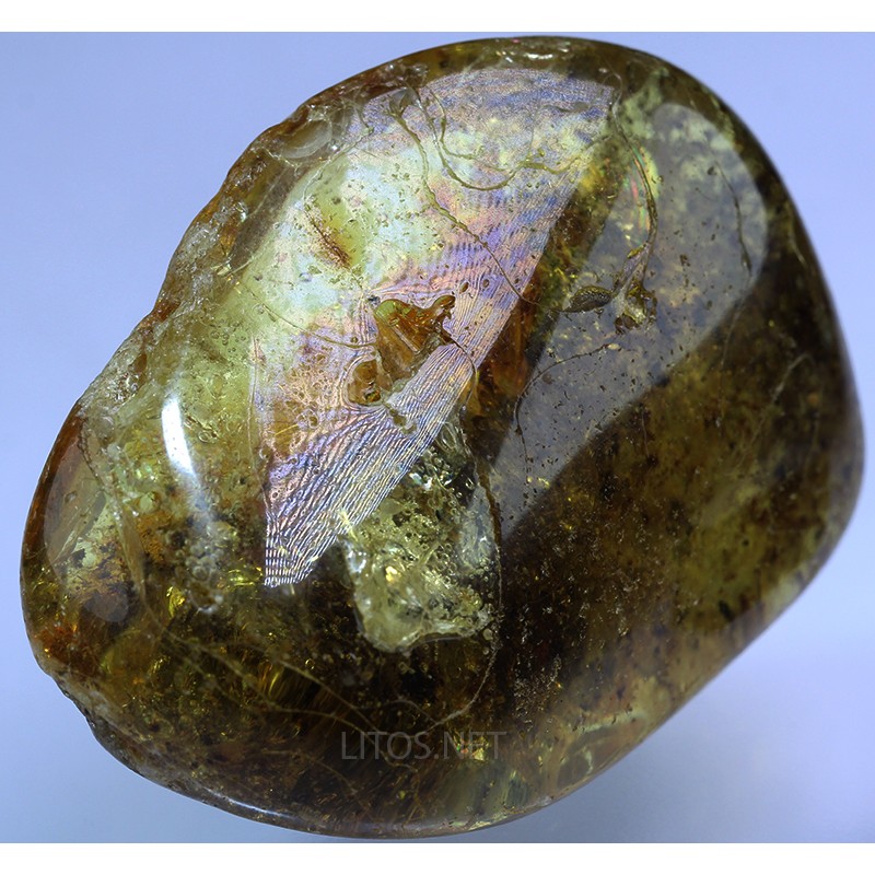 Ámbar con insectos F3002 - Litos