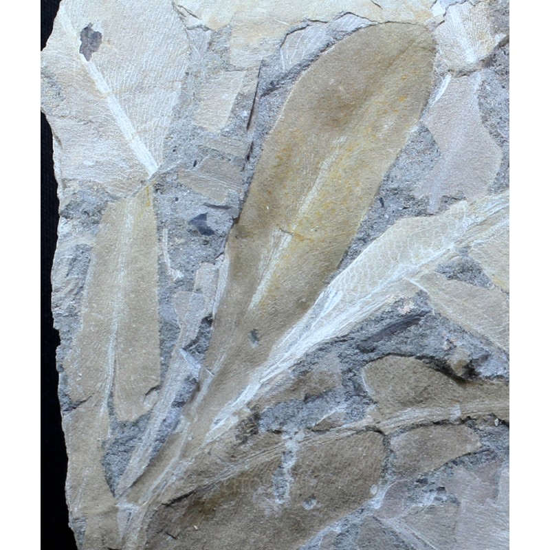 Fósil Glossopteris brownii F3018 - Litos