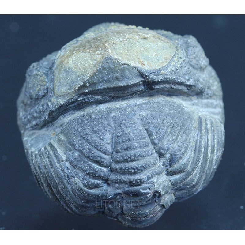 Morocops torkozensis F3107 - Litos