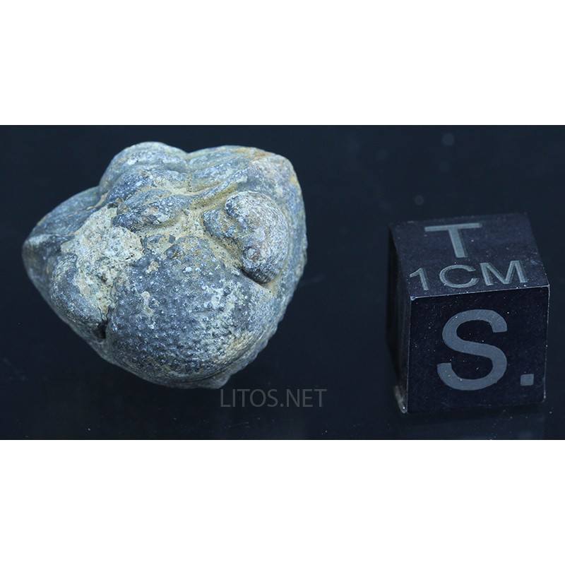 Morocops struvei F3109 - Litos