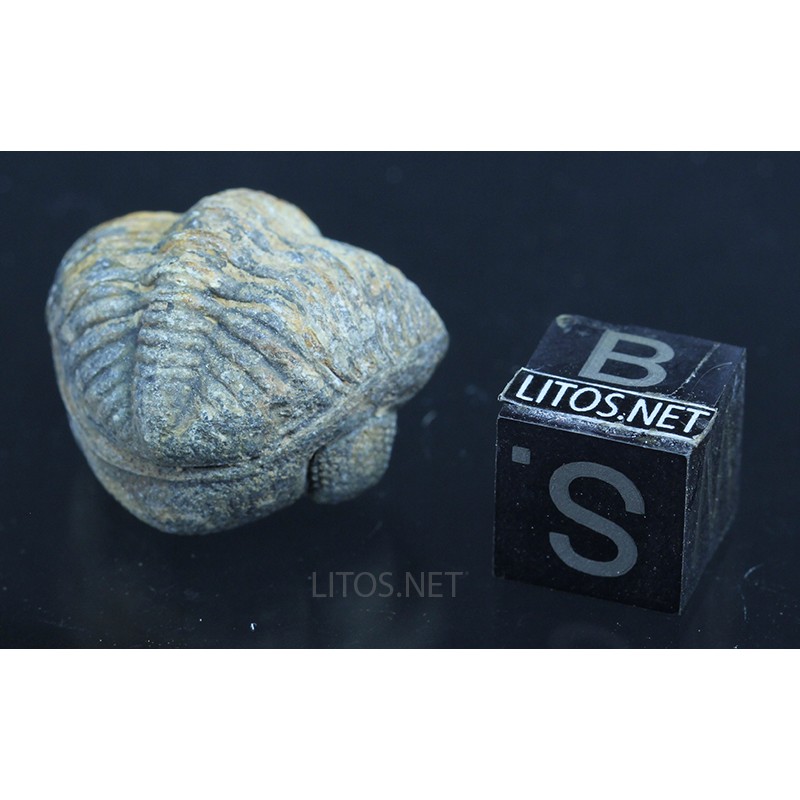 Morocops struvei F3109 - Litos