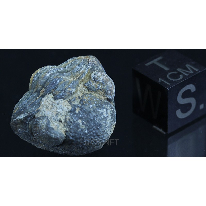 Morocops struvei F3109 - Litos