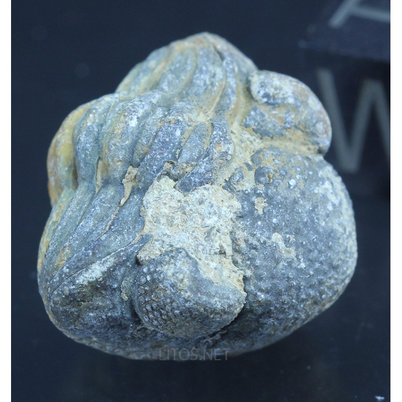 Morocops struvei F3109 - Litos